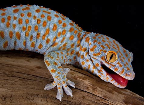 Types Of Gecko