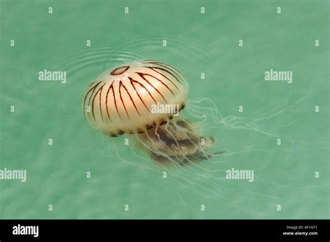 Floating Compass Jellyfish Chrysaora Hyoscella Stock Photo Alamy