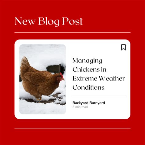 Managing Chickens In Extreme Weather Conditions Backyard Barnyard