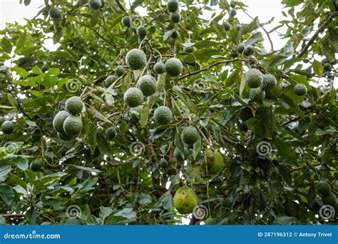 The Hass Avocado Is A Variety Of Avocado With Dark Green Bumpy Skin
