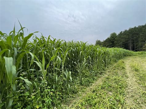 The Dos And Donts Of Egyptian Wheat Food Plot Screening — Whitetail