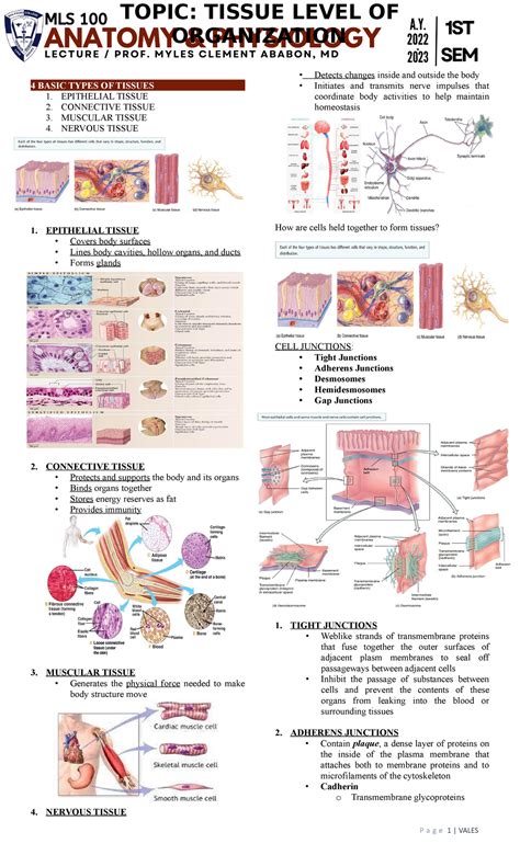 Tissue Level Of Organization Mls 100 Lec Transes Topic Tissue