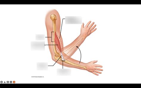 Muscle Attachments Diagram Quizlet