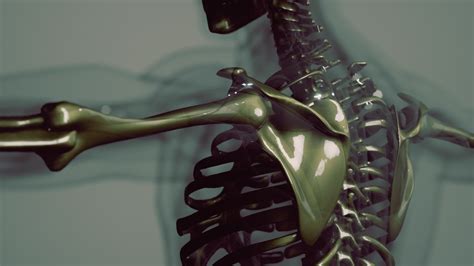 Anatomy Of Human Skeleton Illustration 43226236 Stock Video At Vecteezy