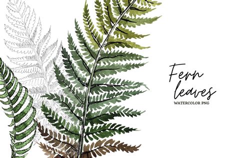 Green Fern Leaves Watercolor Png By MyStocks TheHungryJPEG