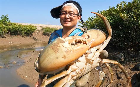 废弃养殖场成大青蟹老巢，半斤一个都算小，渔夫一人抓到爽 思乡渔夫 思乡渔夫 哔哩哔哩视频