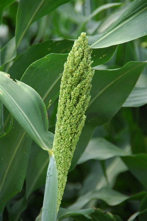 Sorghum Bicolor