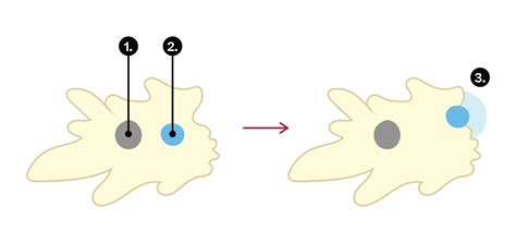 Animal Cells Plant Cells And Unicellular Organisms Science