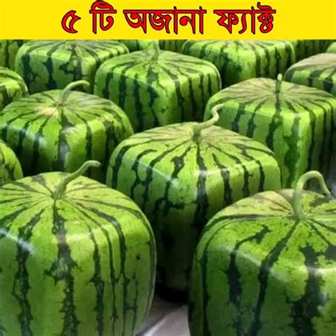 ৫ টি অজানা ফ্যাক্ট🧠🤯 Mind Blowing Psychological Bangla Fact Bangla