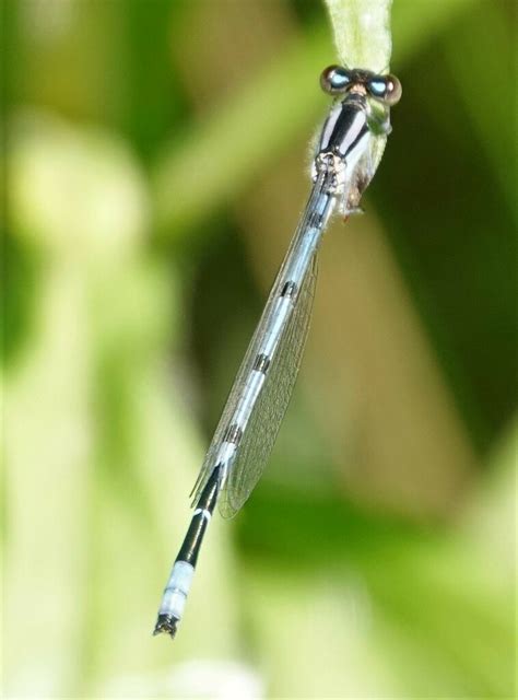 Familiar Bluet From Toronto On Canada On July 3 2023 At 0207 Pm By