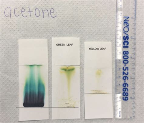 Chromatography Lab And Leaf Pigmentation Callies Biology Blog