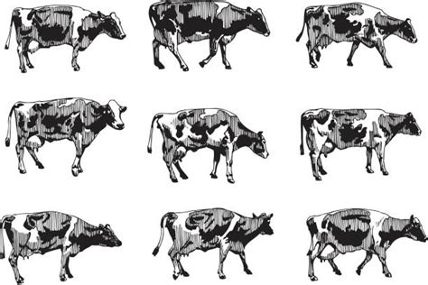 5000 Sapi Perah Sapi Ilustrasi Foto Stok Potret And Gambar Bebas