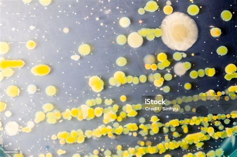 微生物学研究室での教育のための土壌サンプルから寒天プレート上に成長する細菌とカビの特性と異なる形状のコロニーの背景 アイデンティティーの