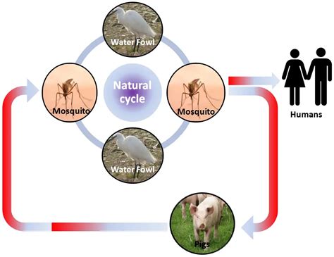 Japanese Encephalitis Je Virus Biology Notes Online