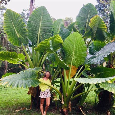 Ik Vertrek Karin Woont Op Hawaii Op Het Eiland Oahu En Deelt Haar Tips Barts Boekje