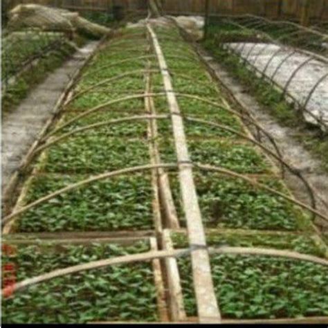 Jual Ajir Bambu Melingkar 1 Meter Isi 10 Pcs Shopee Indonesia