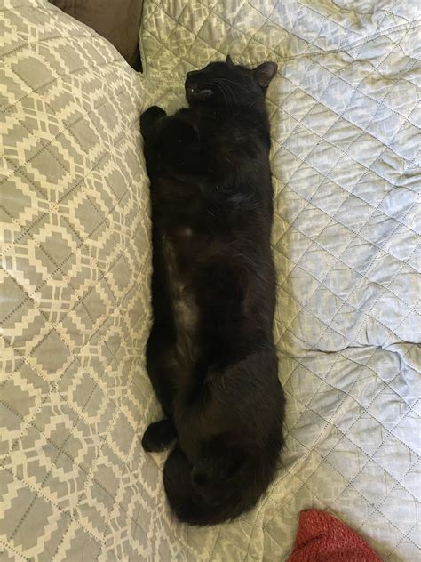 Long Boi Rlongcats