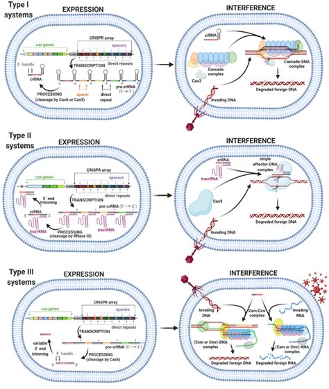 Crispr Expression And Interference Step In Type I Top Type Ii Download Scientific Diagram