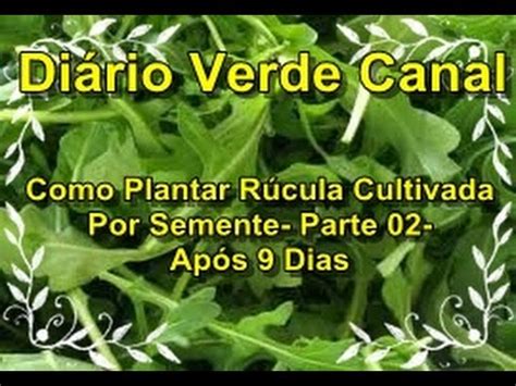 Como Plantar Rúcula Cultivada Por Semente Parte Após Dias Vasos e Hortas Caseiras Pet