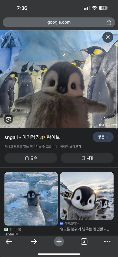 이 펭귄 짤좀 찾아주세요 지식in