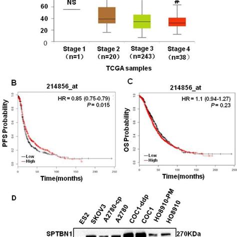 Sptbn1 Inhibits The Migration And Emt Of Epithelial Ovarian Cancer