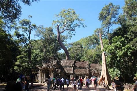 이엥나무와 스펑나무로 휘감겨 있는 타프롬 사원 모습 오마이포토