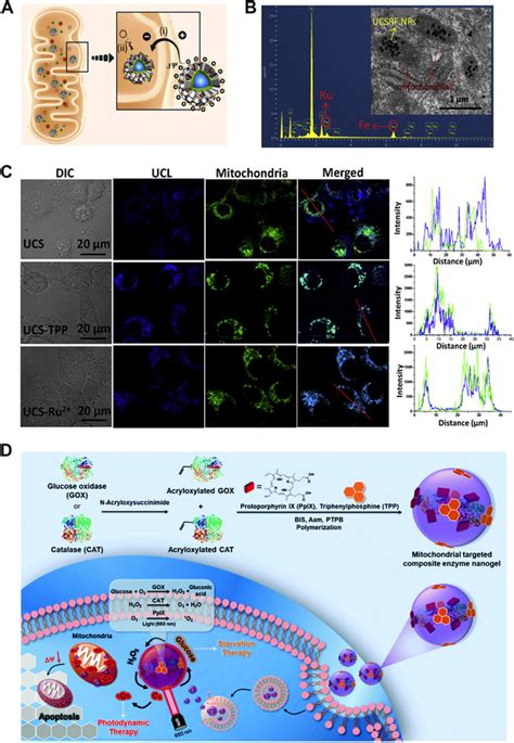 Mitochondria‐targeting Nanomaterials For Combination Therapy A
