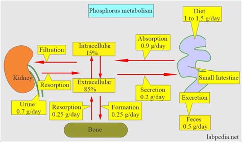 Inorganic Phosphate
