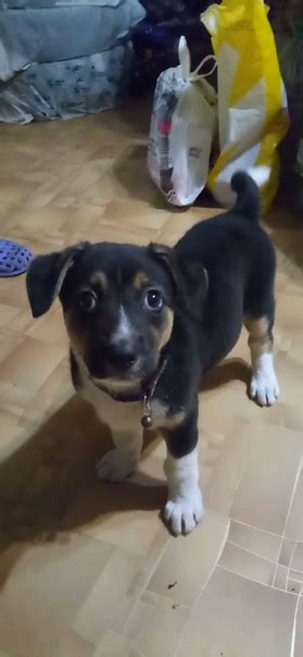 Иваново НАЙДЕН ЩЕНОК ДЕВОЧКА Сегодня в подезде своего дома ВКонтакте