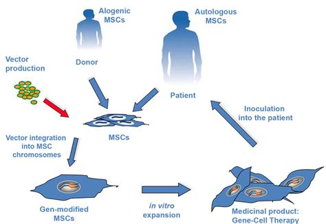 Gene And Cell Therapy Service Cmc Boc Sciences