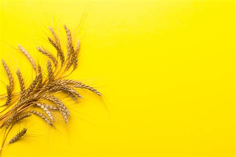 밀 귀 떼가 닫히고 색깔이있는 배경에 씨앗이 있습니다 천연 시리얼 식물 수확 시간 개념 상단보기 복사 공간이있는 평평한 누워 세계 밀 위기 건강한 식생활에 대한 스톡 사진