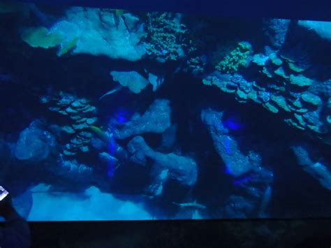 Travelling Hong Kong Ocean Park The Grand Aquarium