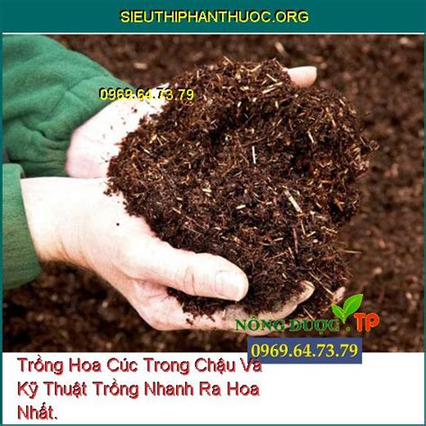 Trồng Hoa Cúc Trong Chậu Và Kỹ Thuật Trồng Nhanh Ra Hoa Nhất SiÊu