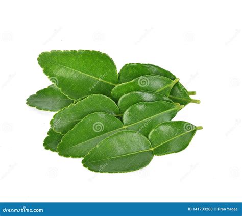 Top View Of Kaffir Lime Leaf Isolated On White Background Stock Image
