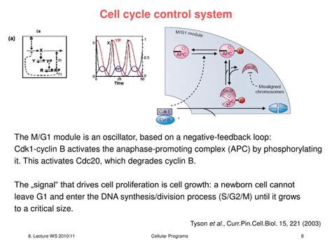 PPT V Cell Cycle Control PowerPoint Presentation Free Download ID