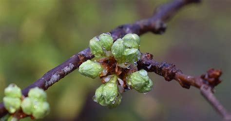 Vidéo Comprendre et faire ses remèdes avec les bourgeons La gemmothérapie Le chemin de la