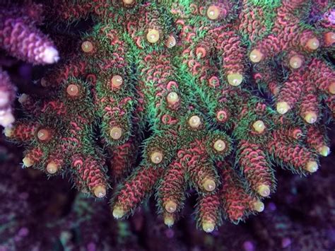 Sunset Milli Sps Coral Underwater Photography Ocean Hard Coral