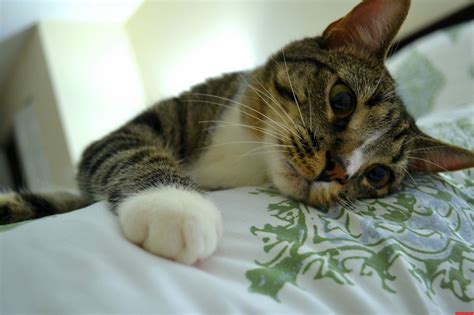 Hes Pretty Cute When He Settles Down Cute Cats Hq Pictures Of