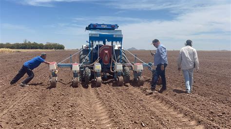 Ajonjolí Se Posiciona Como El Cultivo De Verano Medios Obson