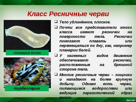 Плоские черви: описание, где обитают, чем питаются, сколько живут