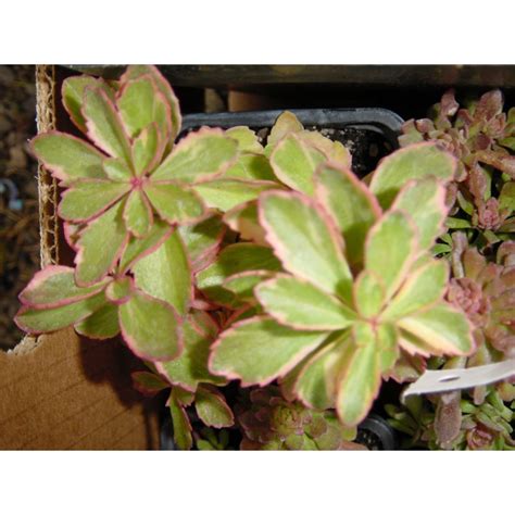 Sedum kamtchaticum Variegatum rozchodník