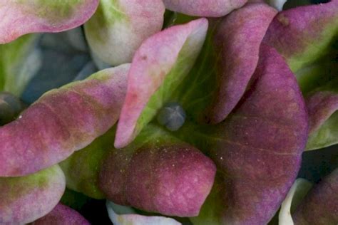 Magical Revolution Indoor Hydrangea Magical Hydrangea