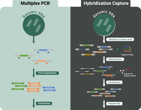 Target Capture Multiplex Pcr Vs Hybridization Capture Celemics Inc