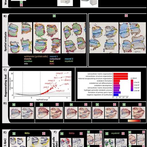 Spatial Transcriptomics Of Tail Regeneration A Scheme Of Spatial