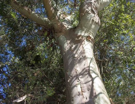 12 Trees With White Bark Including Growing Info Plantglossary