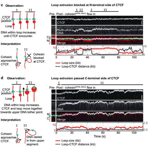 Pdf Ctcf Is A Dna Tension Dependent Barrier To Cohesin Mediated Dna Loop Extrusion