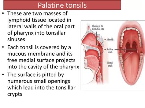 Anatomy Of Oral Cavity Tongue Phaynx And Palate 1pptx
