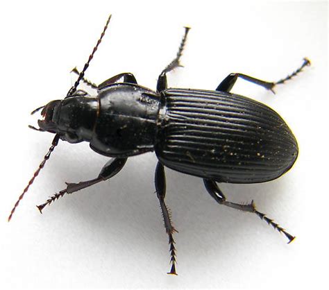 Common Black Ground Beetle These Guys Can You Keep Them Like As Pets