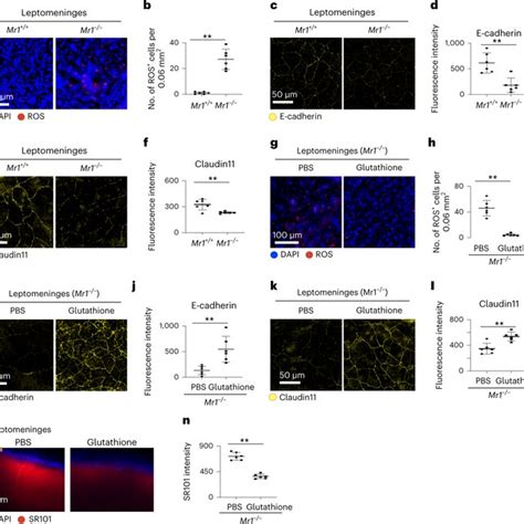 Mait Cells Repress Ros Accumulation And Preserve Expression Of