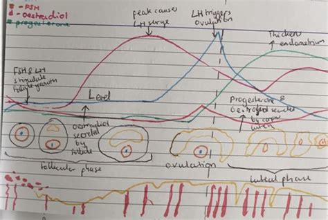 Human Reproduction Endocrine System Flashcards Quizlet